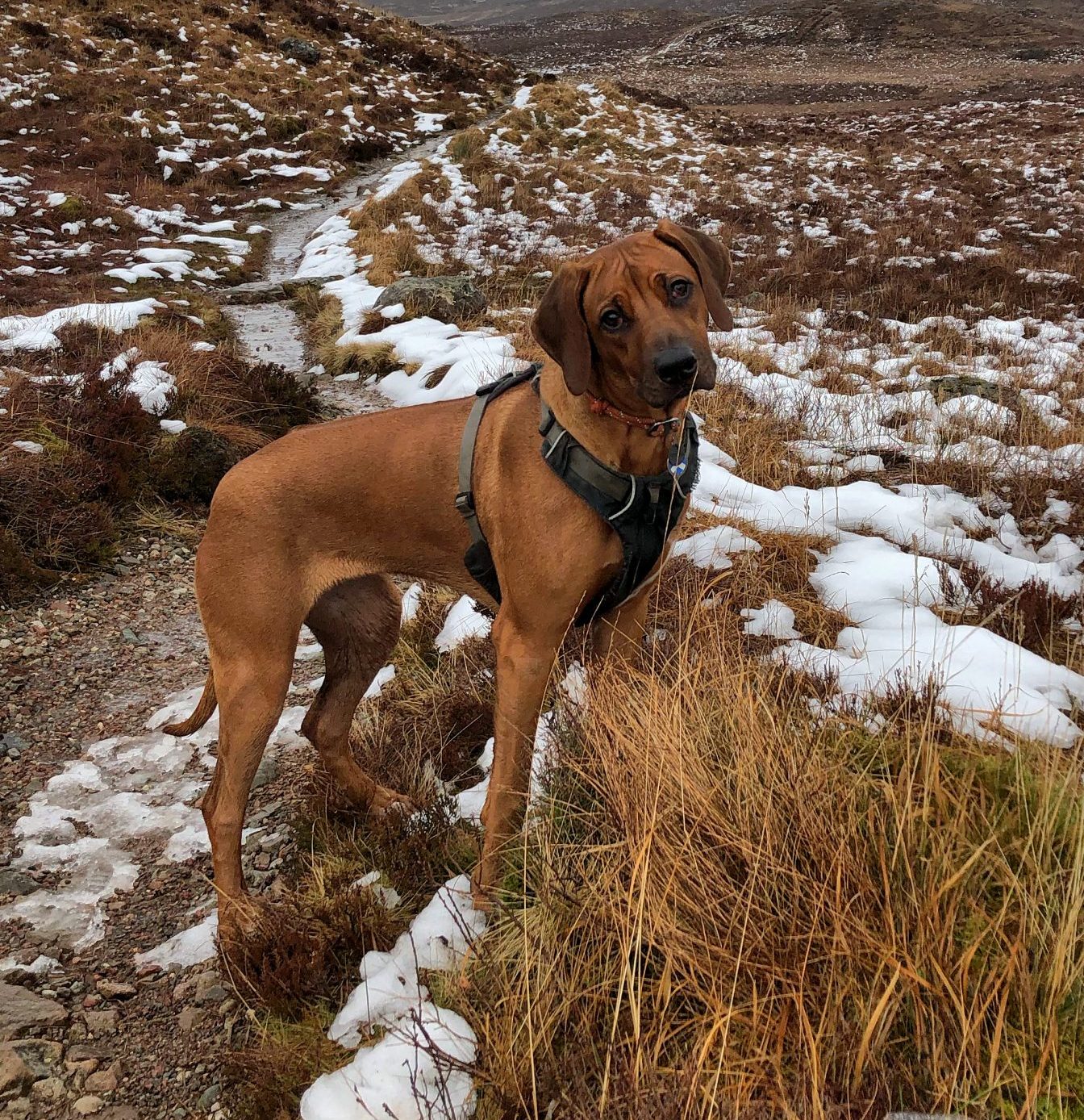 Dermoid Sinus – Rhodesian Ridgeback Club Hungary