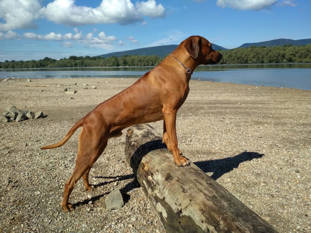 Avuzaani Ghalib – Rhodesian Ridgeback Club Hungary