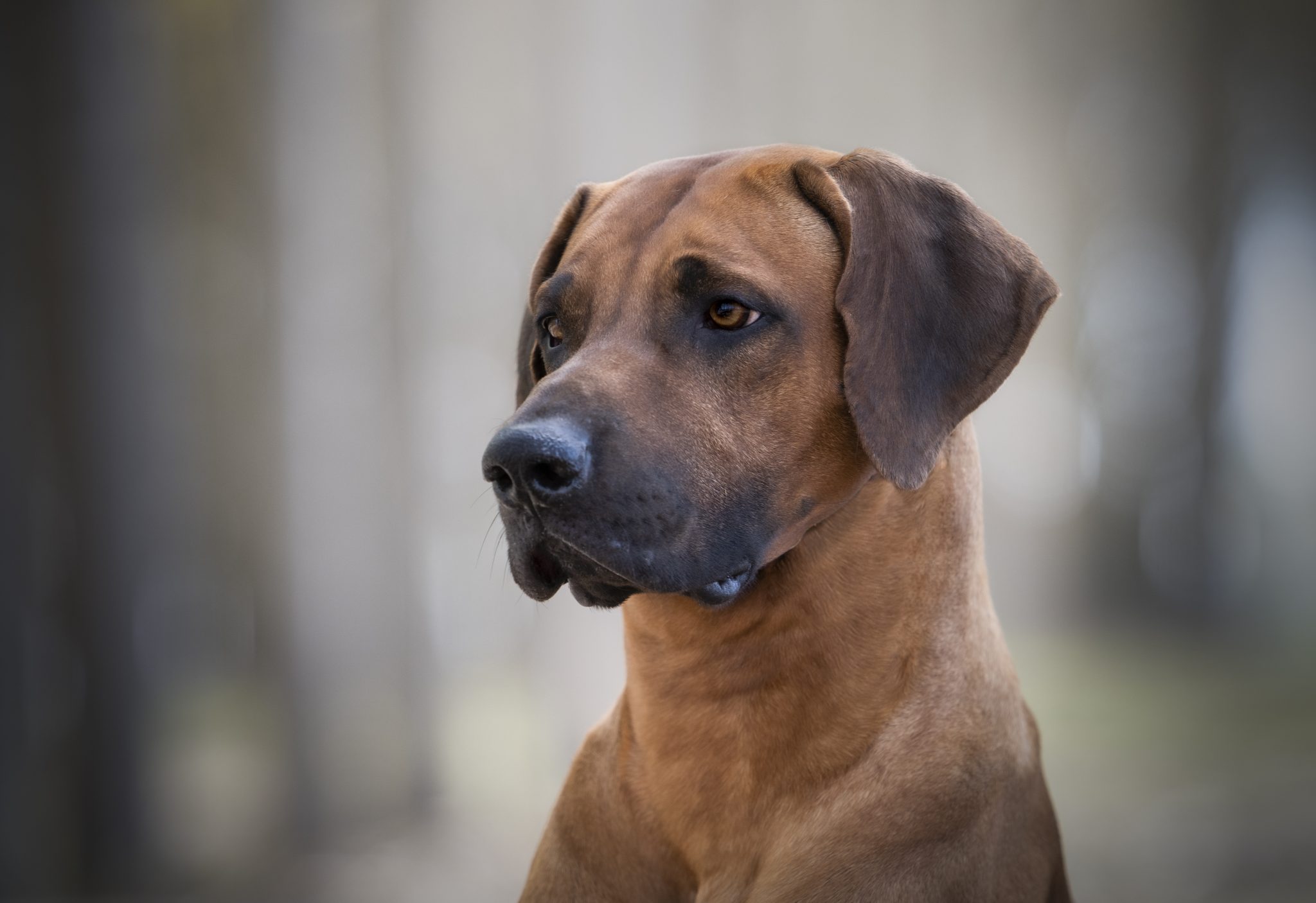 Muhabura Fox River Bred – Rhodesian Ridgeback Club Hungary