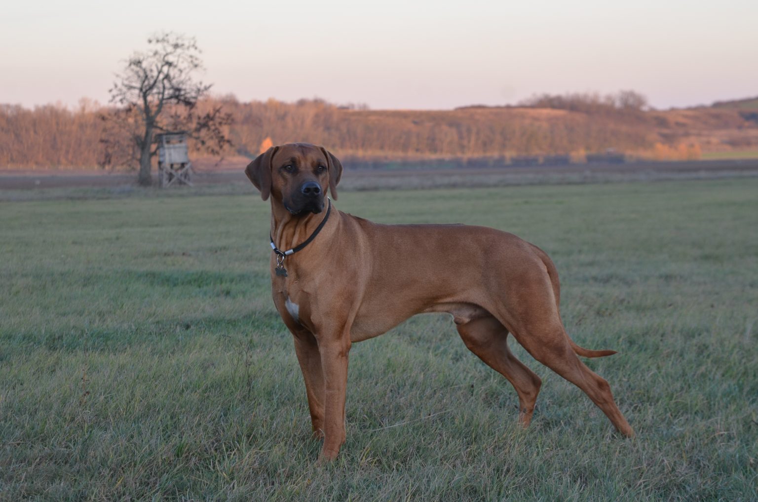Azizi Zeus Zululand – Rhodesian Ridgeback Club Hungary