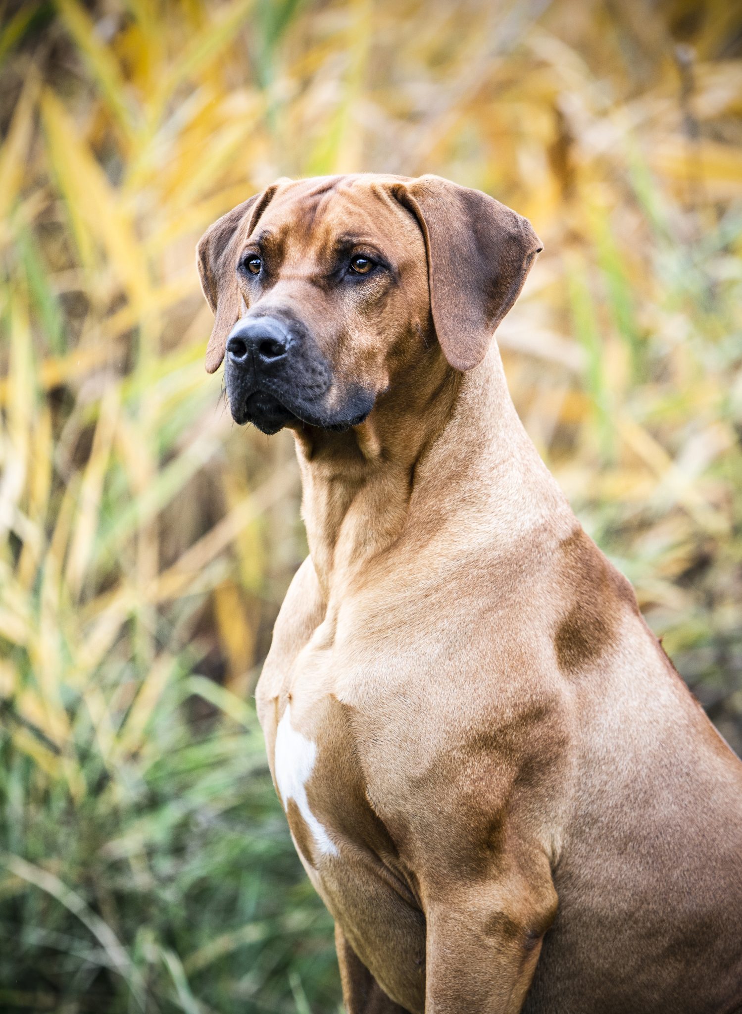 Azizi Zeus Zululand – Rhodesian Ridgeback Club Hungary