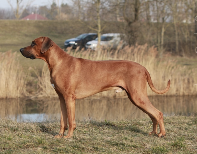 2020 RRCH Speciál Díj pályázat – Rhodesian Ridgeback Club Hungary
